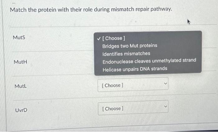 Solved Match the protein with their role during mismatch | Chegg.com