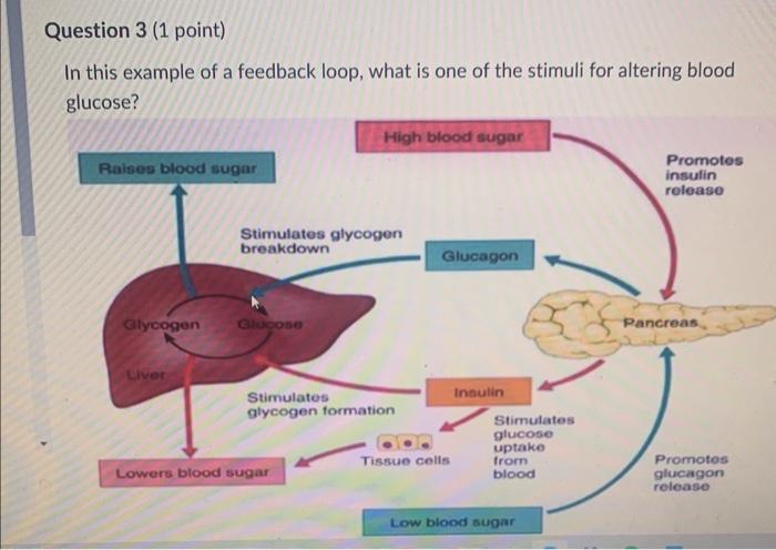 Solved In this example of a feedback loop, what is one of | Chegg.com