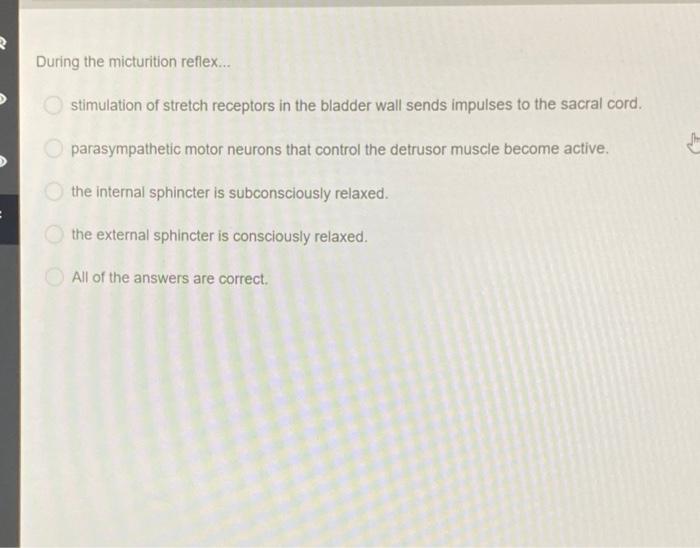 Solved During the micturition reflex... stimulation of | Chegg.com