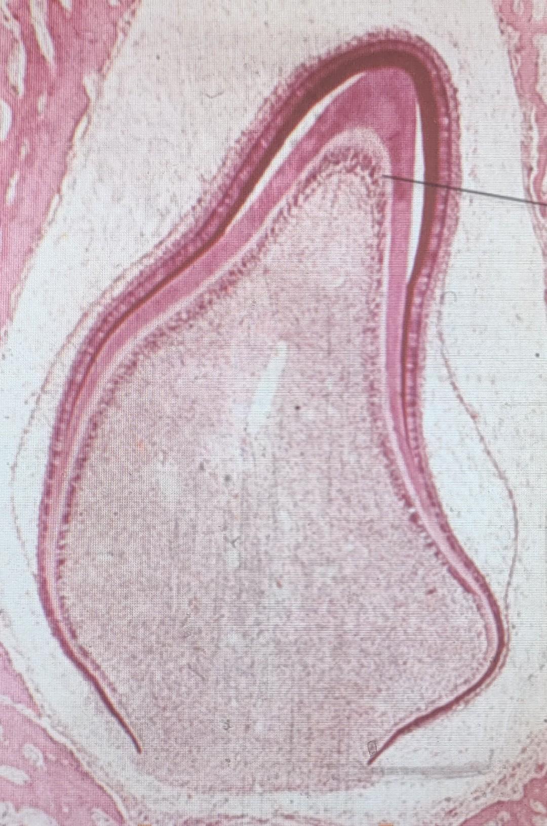 Solved what one of the following options describes the | Chegg.com