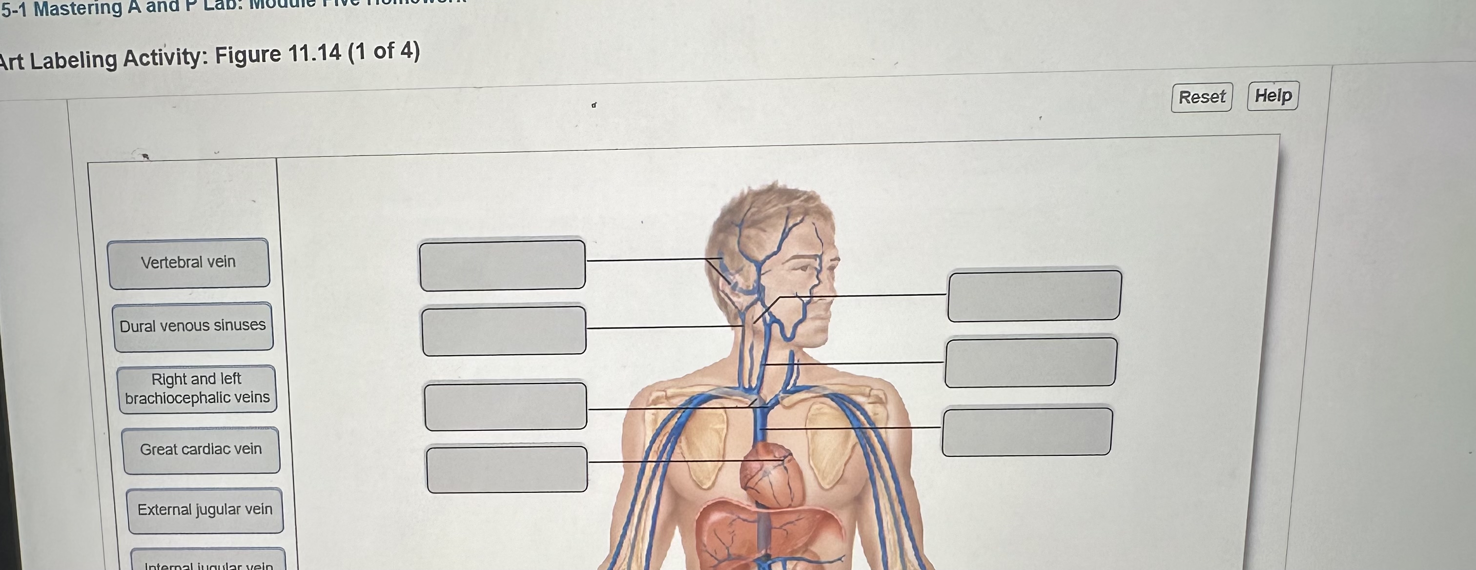 Solved 5-1 ﻿Mastering A and PArt Labeling Activity: Figure | Chegg.com