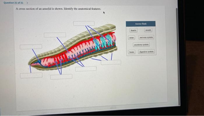 Solved Question 30 of 31 > 80 Echinoderms include species | Chegg.com