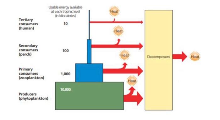 Solved Active Figure 3-10 Generalized pyramid of energy flow | Chegg.com