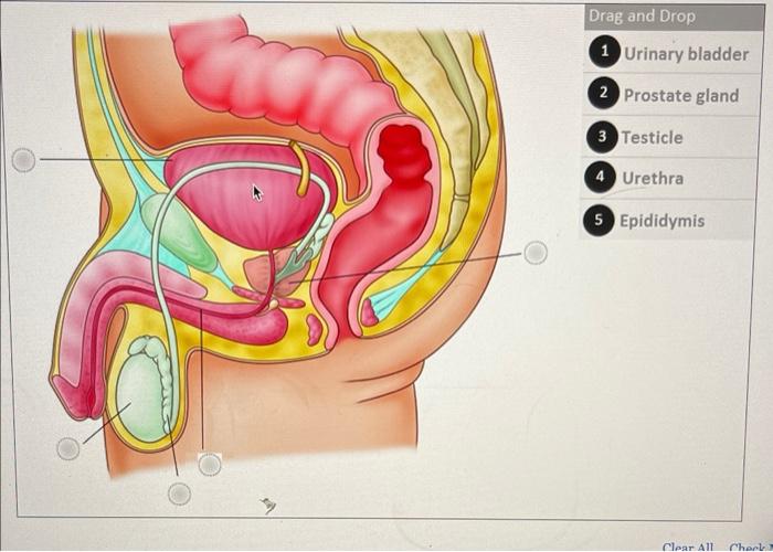 Solved need help matching words to correct body part | Chegg.com Solved need help matching words to correct body part | Chegg.com