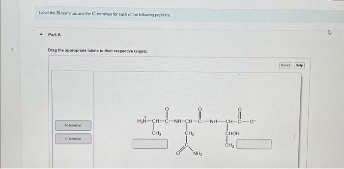 Solved Label the N-terminus and the C-terminus for each of | Chegg.com