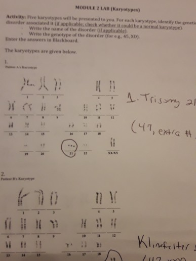 MODULE 2 LAB (Karyotypes) Activity Five karyotypes | Chegg.com