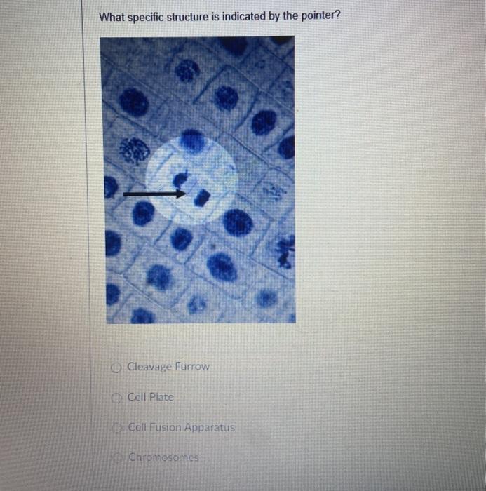 Solved What specific structure is indicated by the pointer? | Chegg.com
