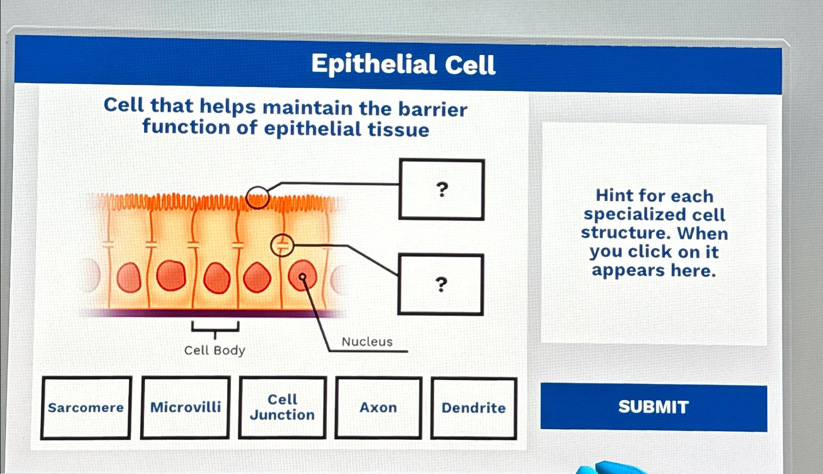 Solved Epithelial cellCell that helps maintain the barrier | Chegg.com