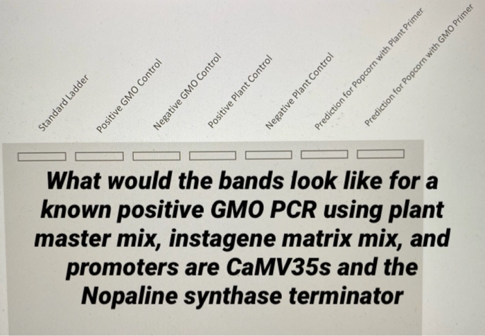 Standard Ladder Positive GMO Control Negative GMO | Chegg.com