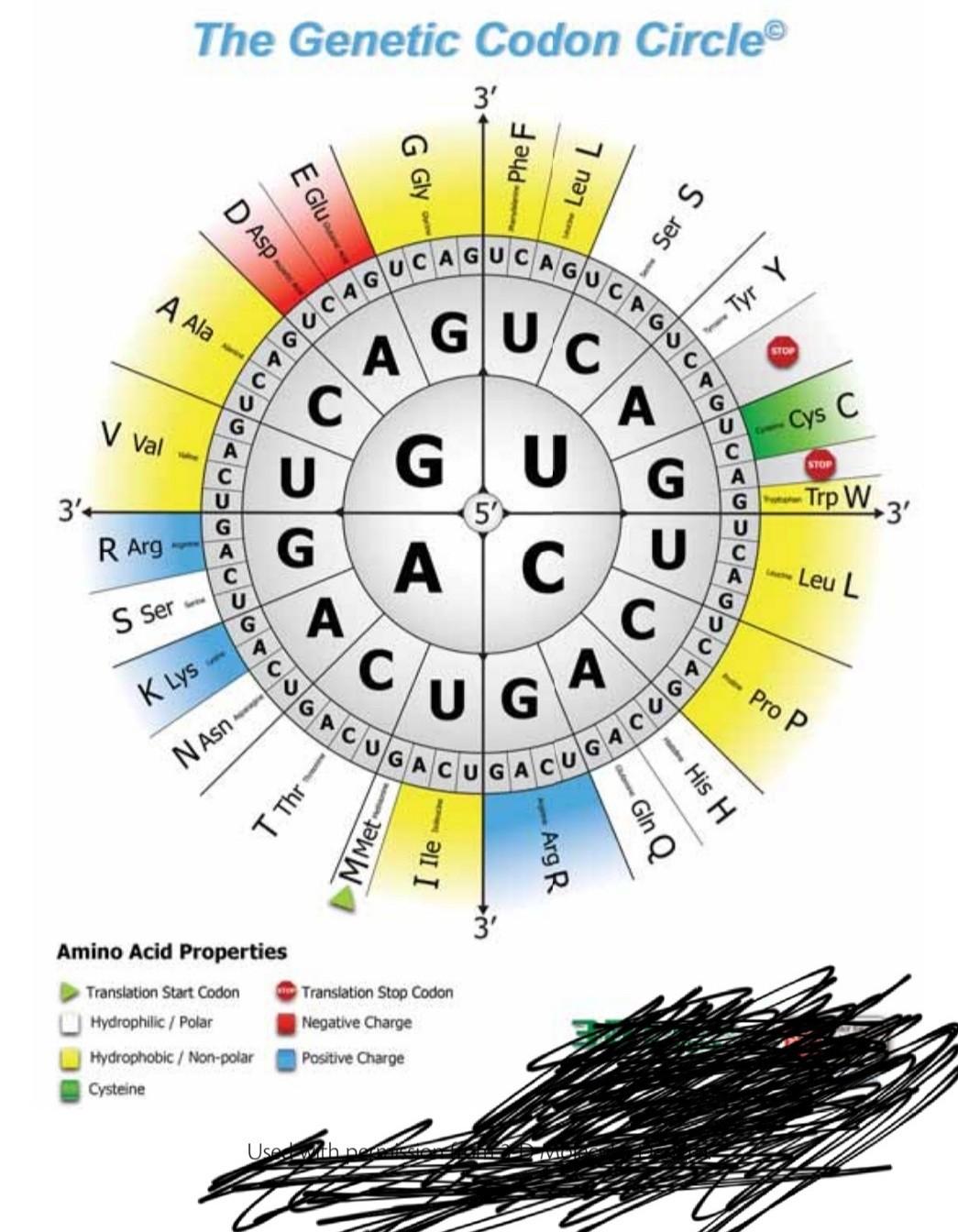 Solved The Genetic Codon Circle 3' G Gly -Phe F E Glu Leu L | Chegg.com