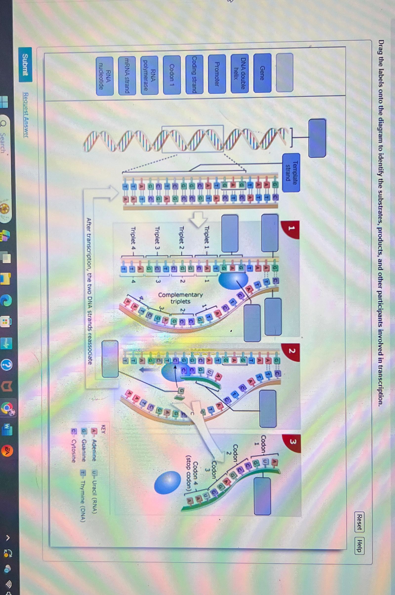 Solved Drag the labels onto the diagram to identify the | Chegg.com