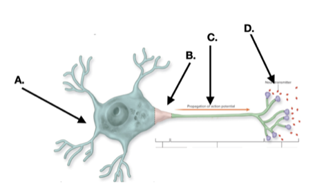 Solved temporal or spatial summation occur Answer | Chegg.com