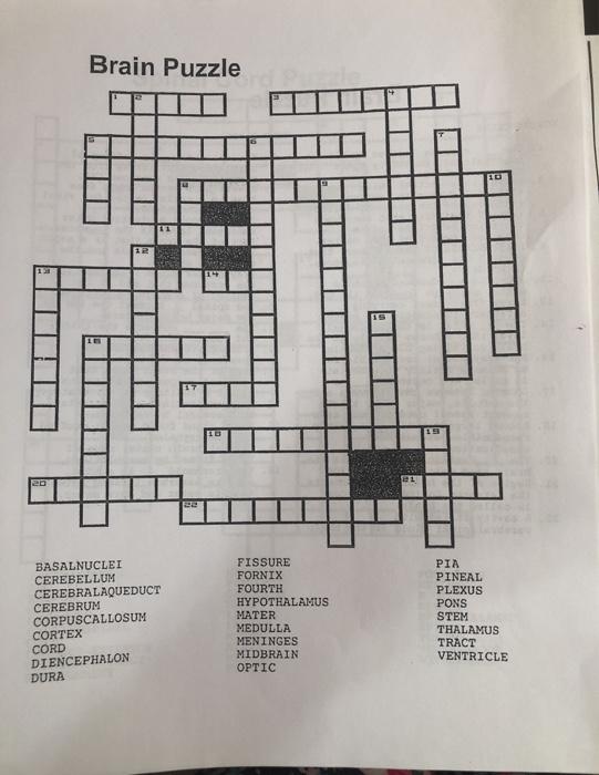 Solved Brain Puzzle BASALNUCLEI CEREBELLUM CEREBRALAQUEDUCT | Chegg.com