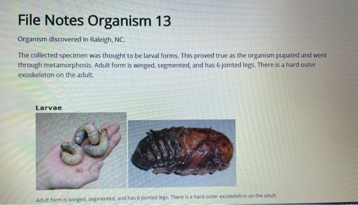 Solved File Notes Organism 12 Organism was observed off the | Chegg.com