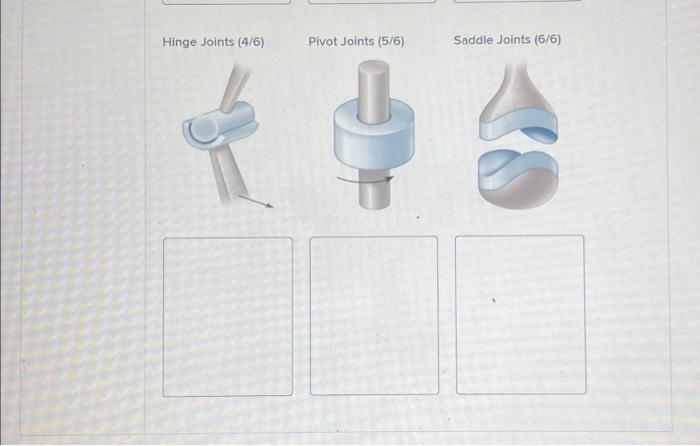 Solved Joint Movement Permitted at Six Synovial Joints These | Chegg.com