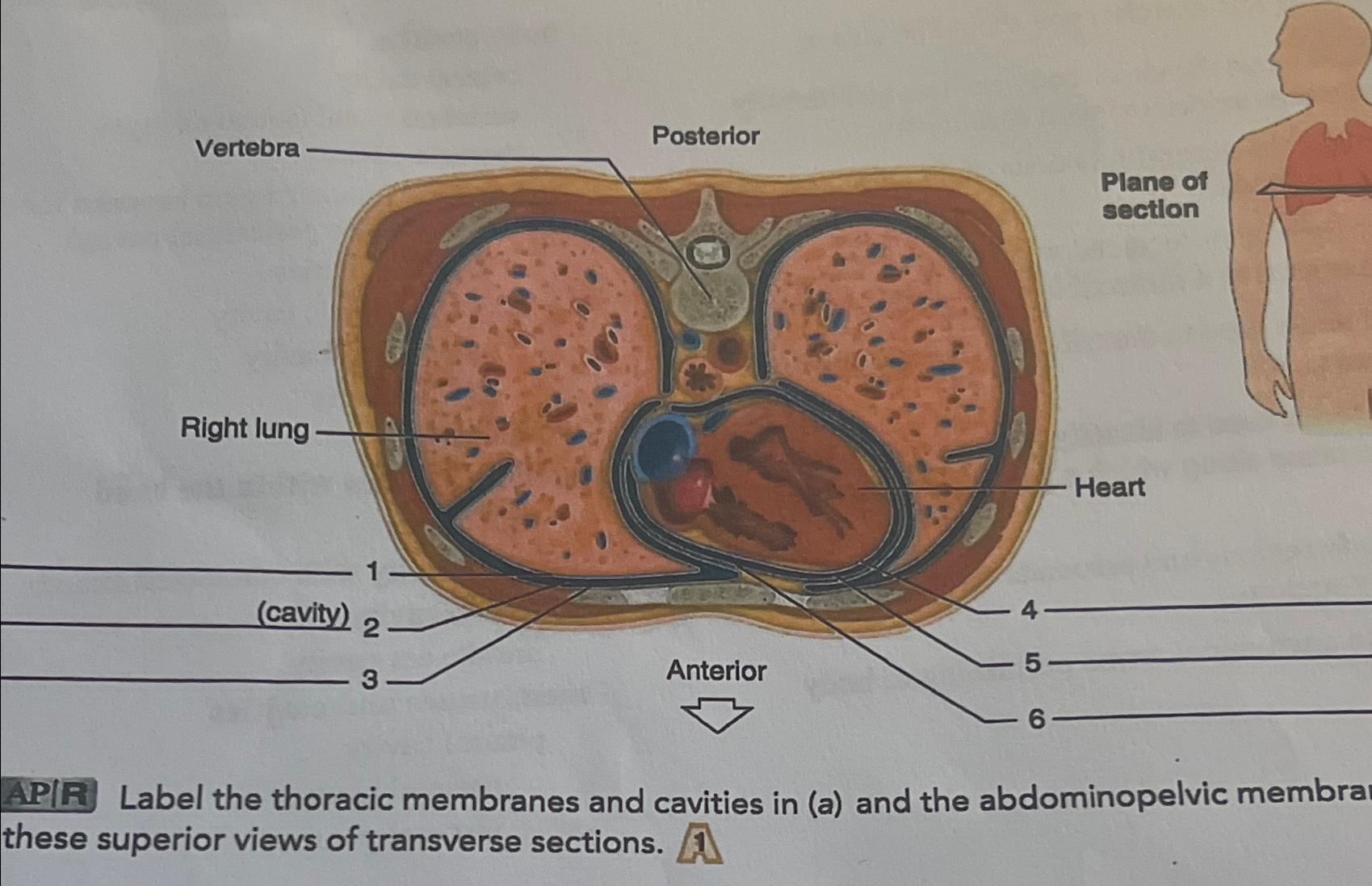 Solved APIR Label the thoracic membranes and cavities in (a) | Chegg.com