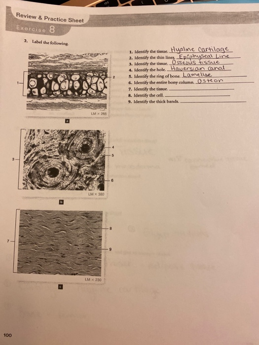 Solved Review & Practice Sheet Exercise 8 2. Label the | Chegg.com