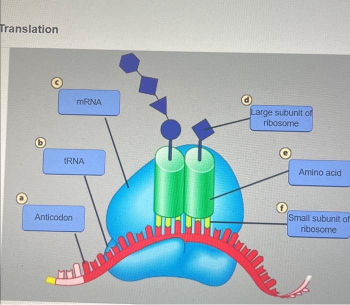 Solved Translation P b mRNA tRNA Anticodon MI roman rur | Chegg.com