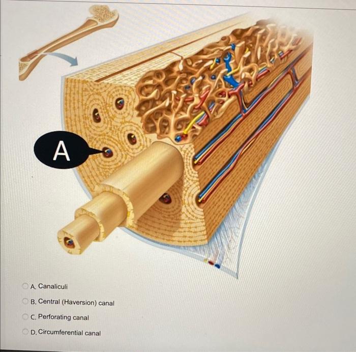 Solved A. Vanaliculi B. Central (Haversion) canal C. | Chegg.com