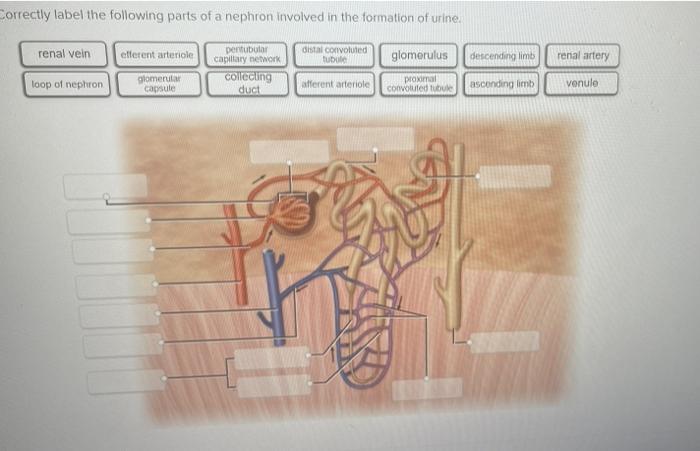 Solved Correctly label the following parts of a nephron | Chegg.com