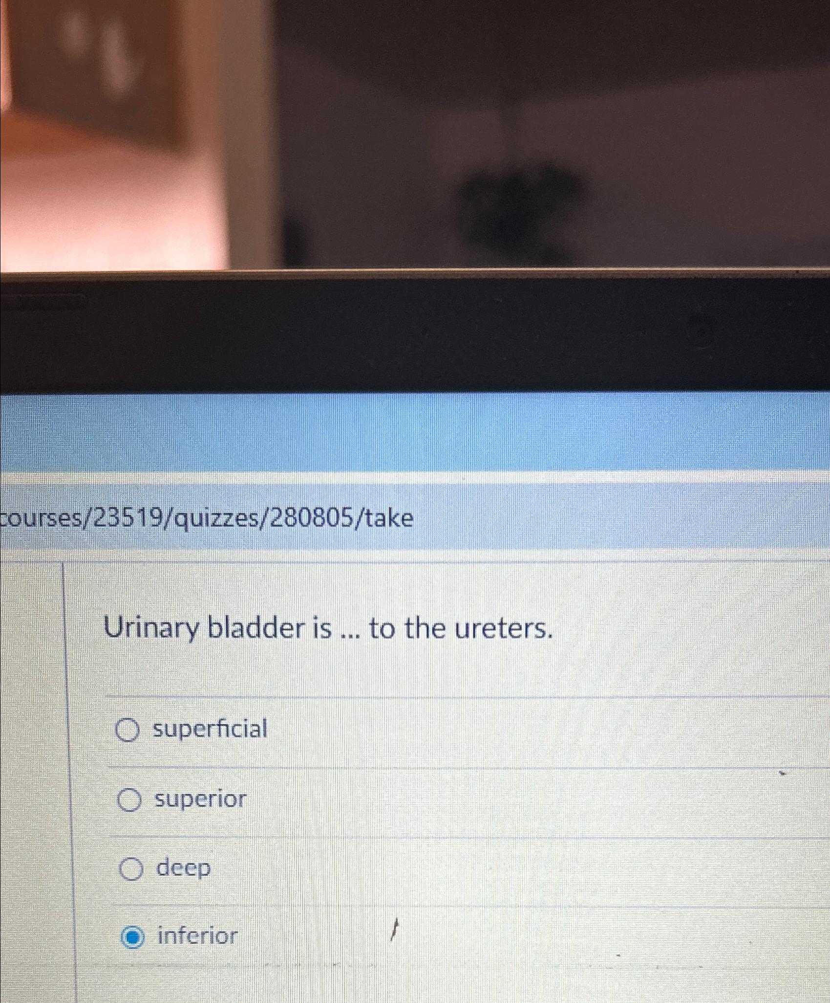 Solved Urinary bladder is ... ﻿to the | Chegg.com