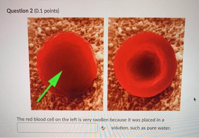 Solved Question 2 (0.1 points) The red blood cell on the | Chegg.com