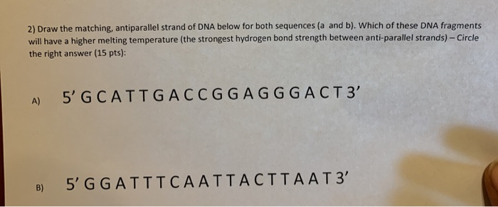 Solved 2) Draw the matching, antiparallel strand of DNA | Chegg.com