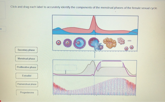 Solved Click and drag each label to accurately identify the | Chegg.com