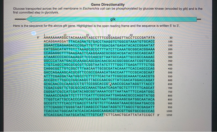 Solved Gene Directionality Glucose transported across the | Chegg.com