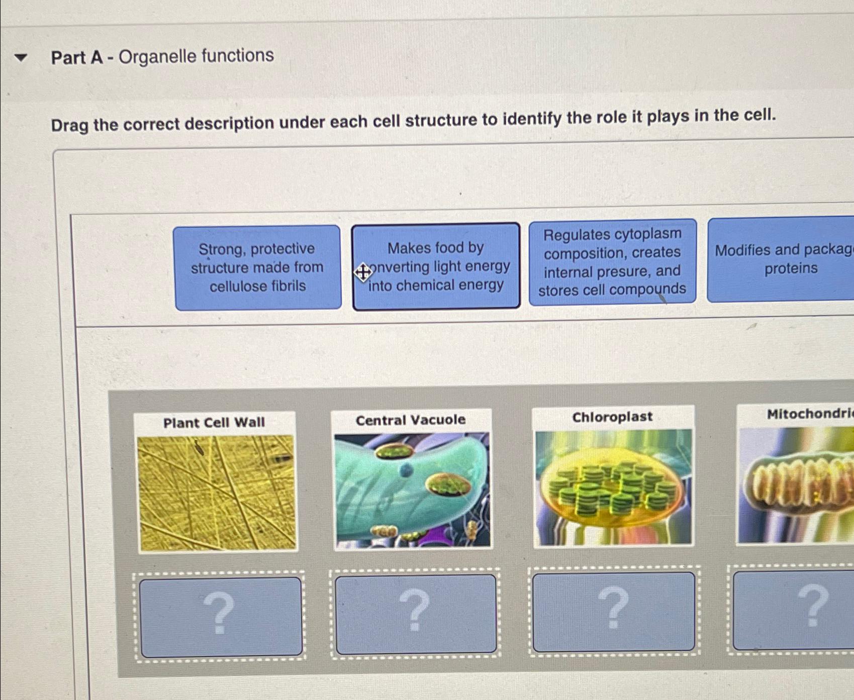 Solved Part A - ﻿Organelle functionsDrag the correct | Chegg.com