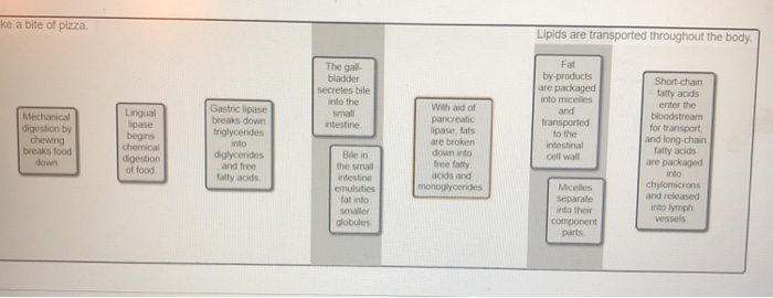 Solved Part C - The Process of Lipid Digestion The process | Chegg.com
