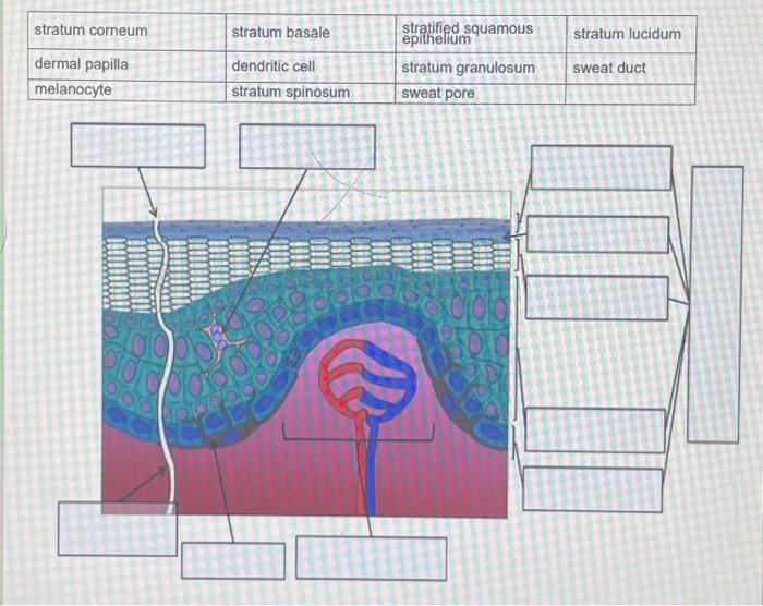 Solved \begin{tabular}{|l|l|l|l|} \hline stratum corneum & | Chegg.com