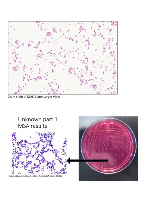 Solved BIOL 260 Unknowns Lab Part 1: Data Unknown Sample | Chegg.com