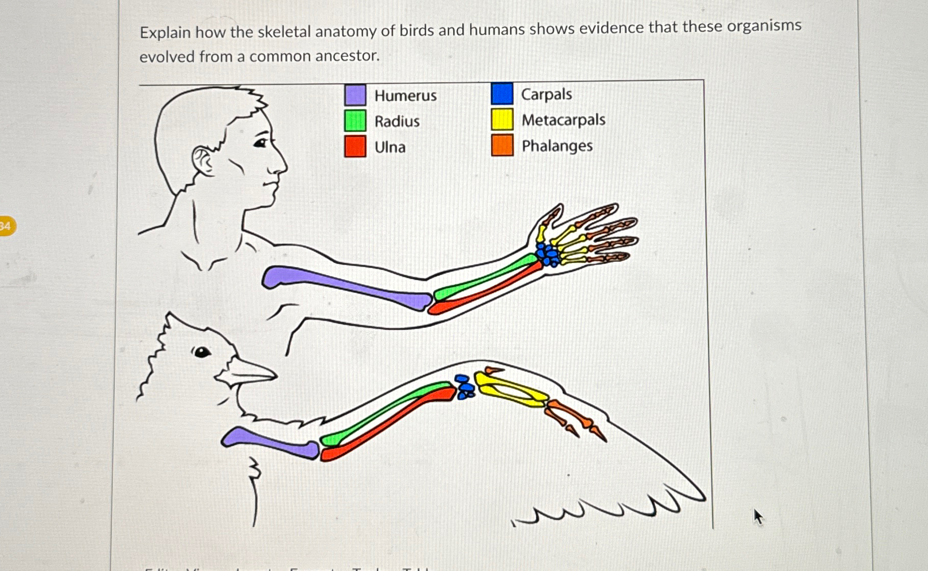 Solved Explain how the skeletal anatomy of birds and humans | Chegg.com