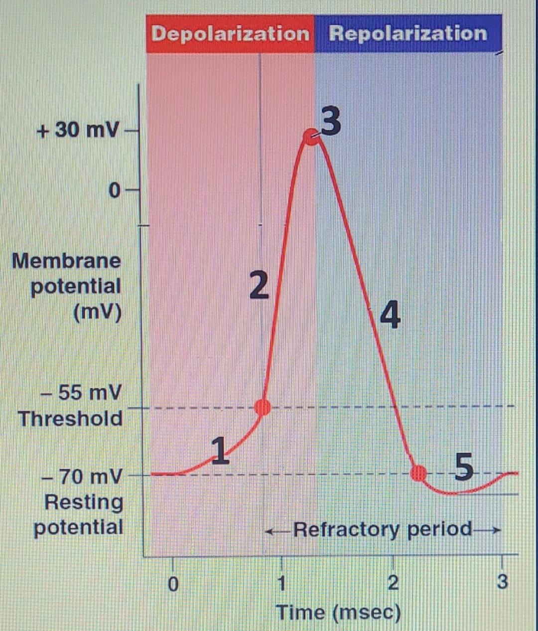 Solved Depolarization Repolarization + 30 mV 3 0 Membrane | Chegg.com