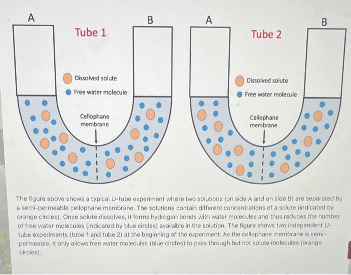 Solved The figure above shows a typical U-tube experiment | Chegg.com