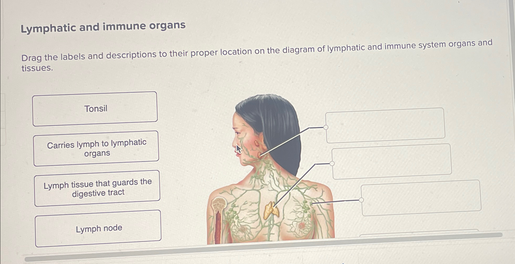 Solved Lymphatic and immune organsDrag the labels and | Chegg.com