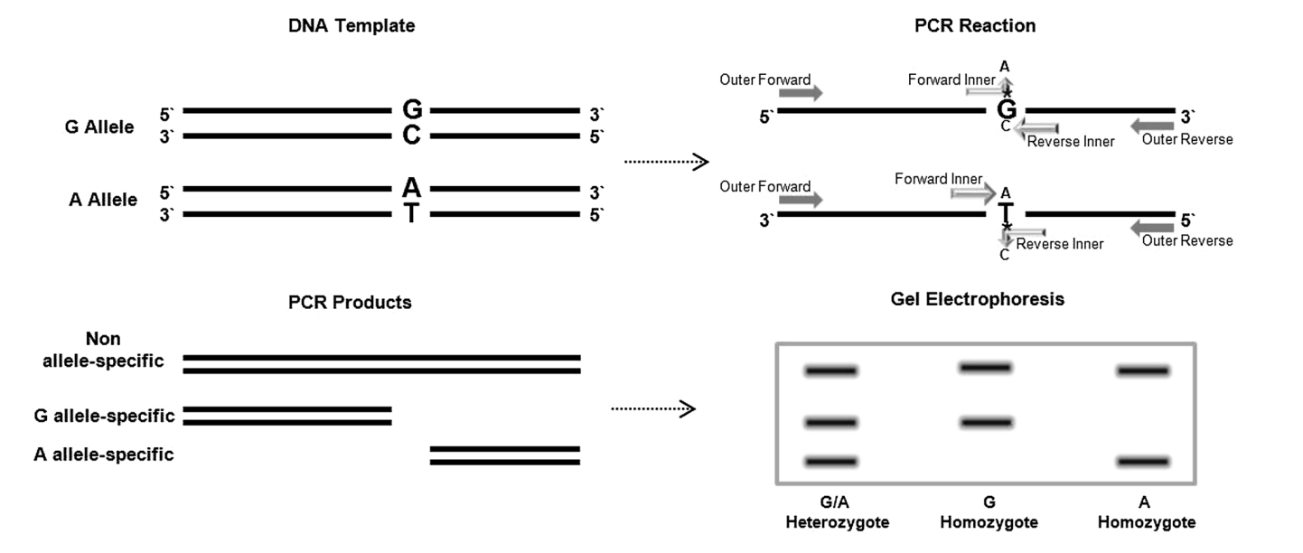 Solved explain this image of tetra arms pcr | Chegg.com Solved explain this image of tetra arms pcr | Chegg.com