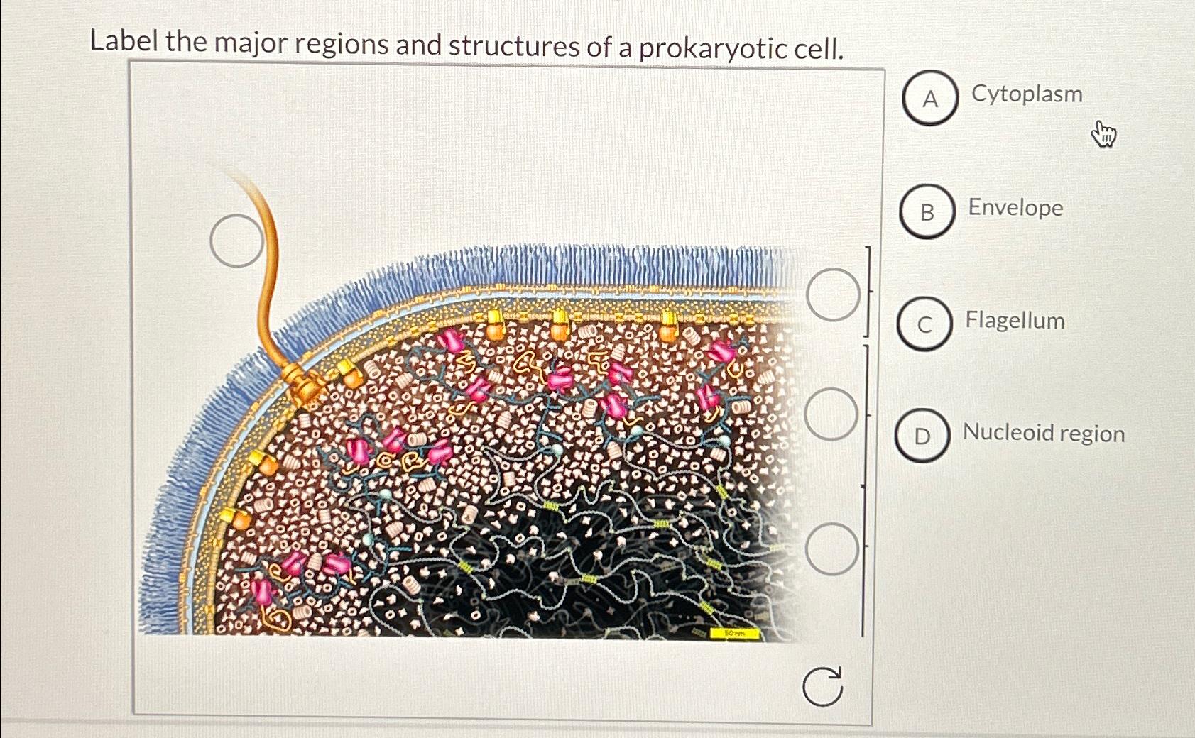 Solved Label the major regions and structures of a | Chegg.com