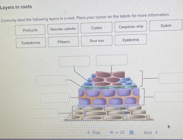Solved correctly label the following layers in a root. place | Chegg.com