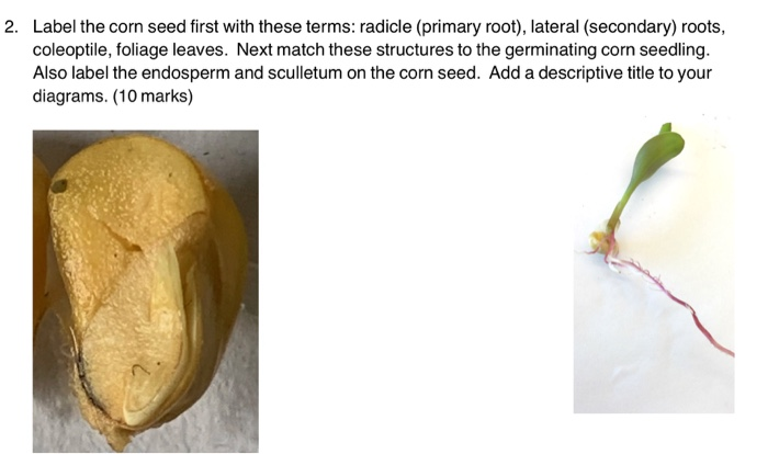 Solved 2. Label the corn seed first with these terms: | Chegg.com