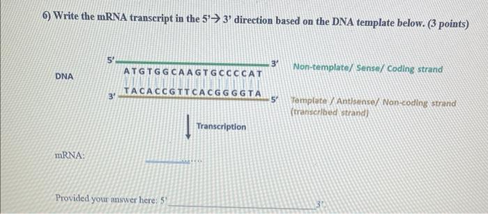 Solved 6) Write the mRNA transcript in the 5′→3′ direction | Chegg.com