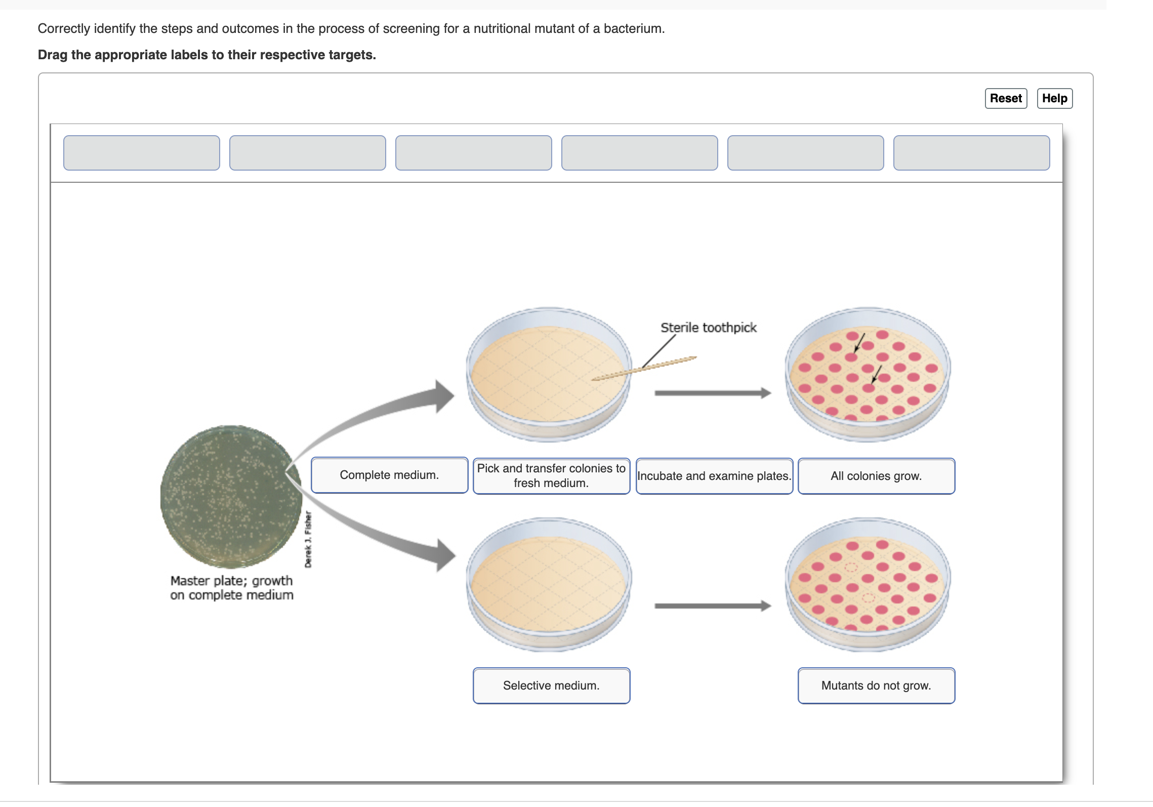 Solved Correctly identify the steps and outcomes in the | Chegg.com