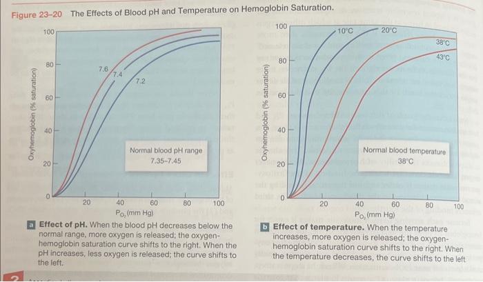 Solved Refer to the Hb⋅O2 saturation graph showing effects | Chegg.com