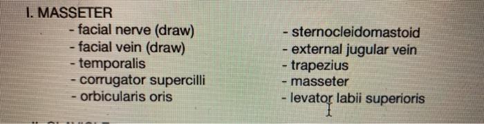 Solved I MASSETER 1. MASSETER - facial nerve (draw) - | Chegg.com