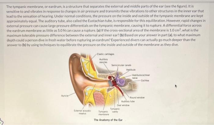 Solved The tympanic membrane, or eardrum, is a structure | Chegg.com