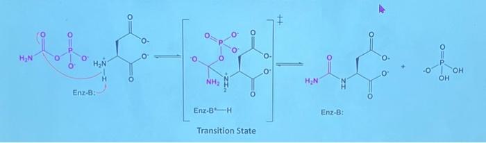Solved Enz B Transition State