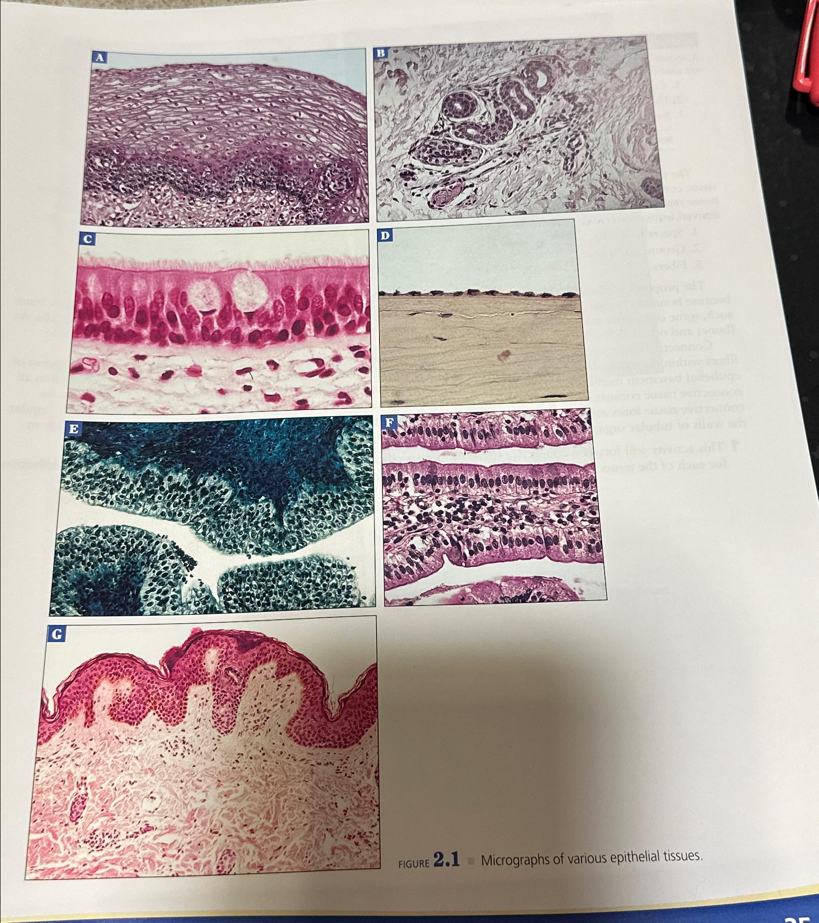 Solved 2 ﻿Table 2.1 ﻿contains the primary classifications of | Chegg.com