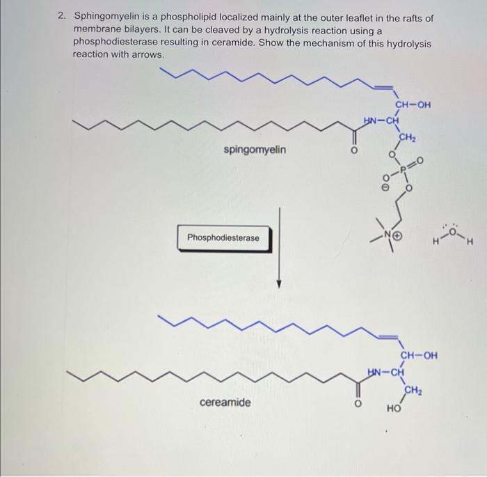 Solved 2. Sphingomyelin is a phospholipid localized mainly | Chegg.com
