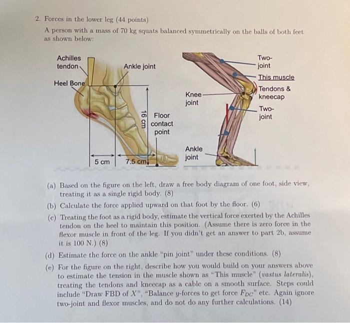 Solved 2. Forces in the lower leg (44 points) A person with | Chegg.com